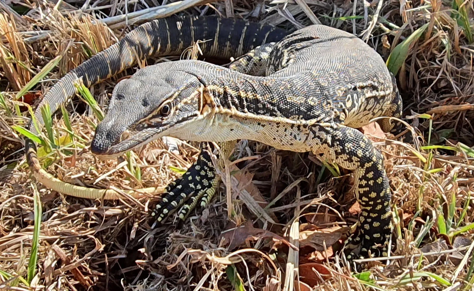 Crown Lands has a problem – Dirawong Reserve at Evans Head – The Echo
