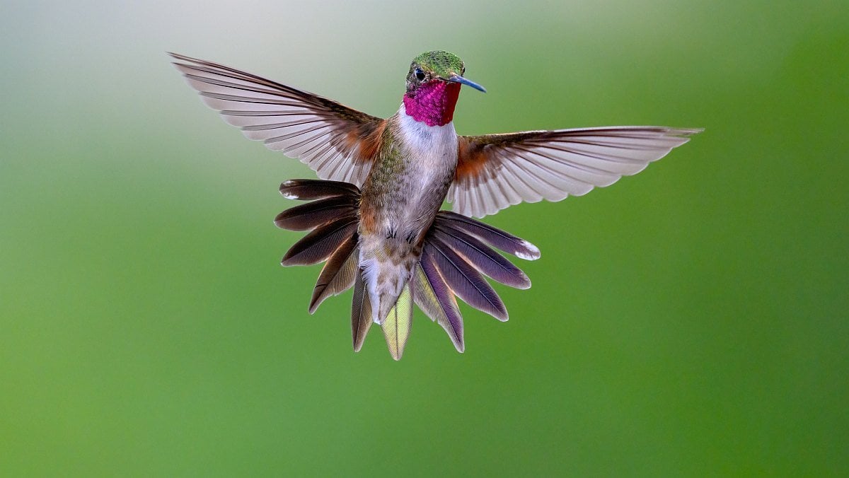 Mission possible! How hummingbirds squeeze through tight spots – The Echo