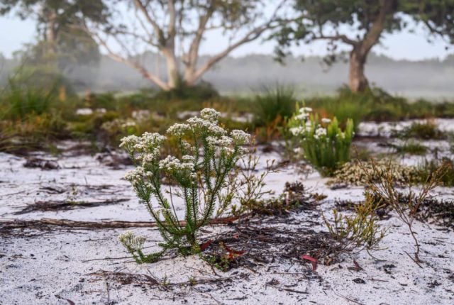 Native title holders defend Wallum DA endorsement – The Echo