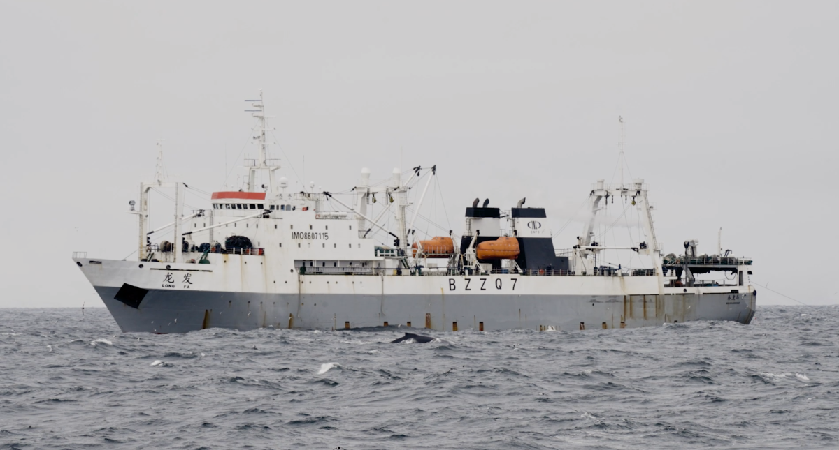 Krill supertrawlers found trawling through whale pods in Antarctic ...