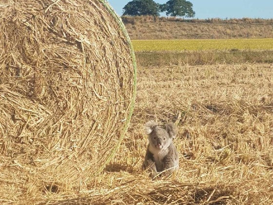 End of NSW rice monopoly welcomed by Northern Rivers farmers – The Echo