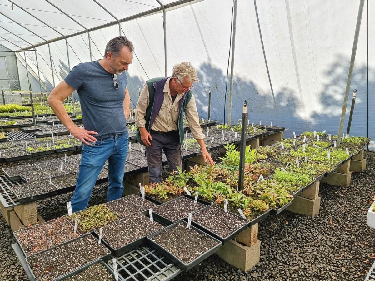 World-first program to restore genetic diversity to the Big Scrub ...