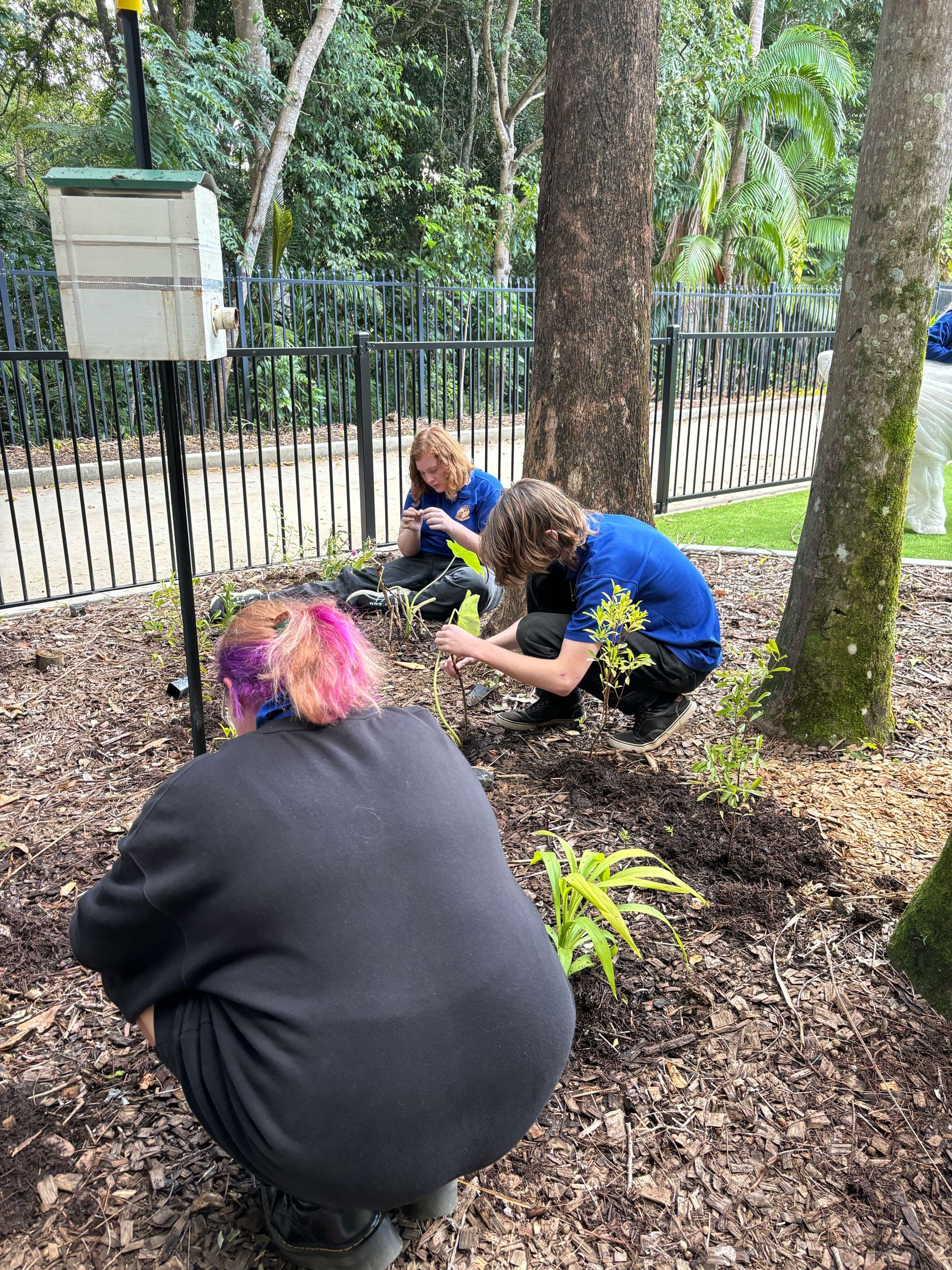 Butterfly and bee highways created by local schools – The Echo