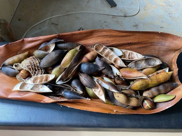 Jagun Alliance – rebuilding Indigenous knowledge – The Echo