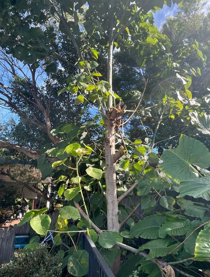 Ballina Council blacklists wrong tree – The Echo