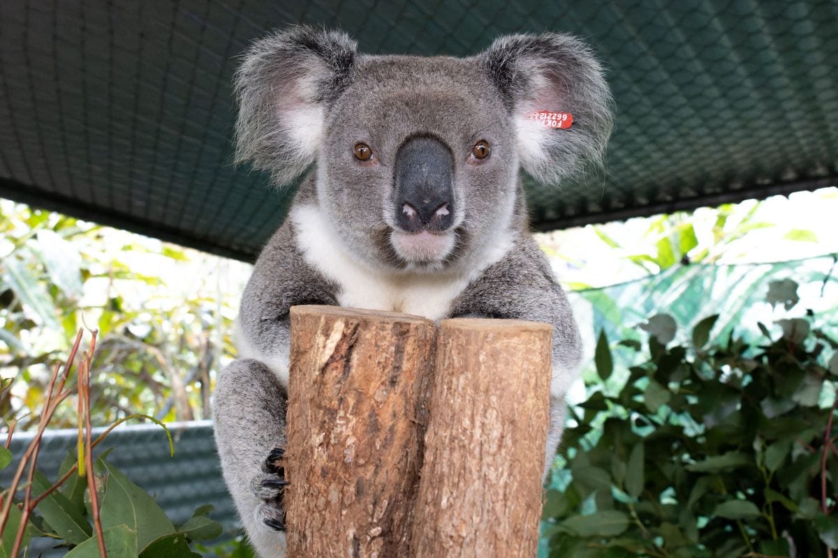 Koalas on the road this weekend – slow down and call a wildlife carer ...