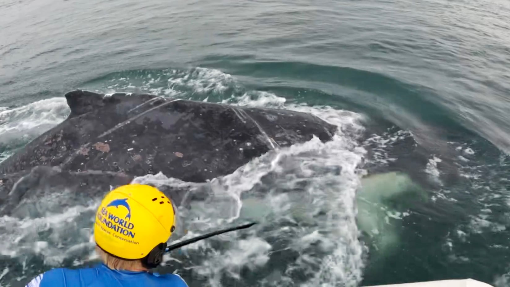 Humpback freed off Evans Head – The Echo