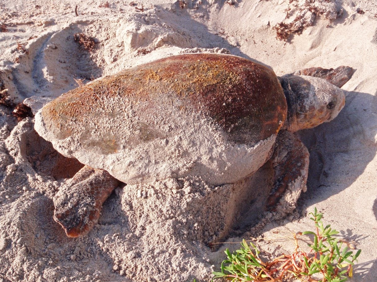 Help turtles survive by identifying and tracking turtles and their ...