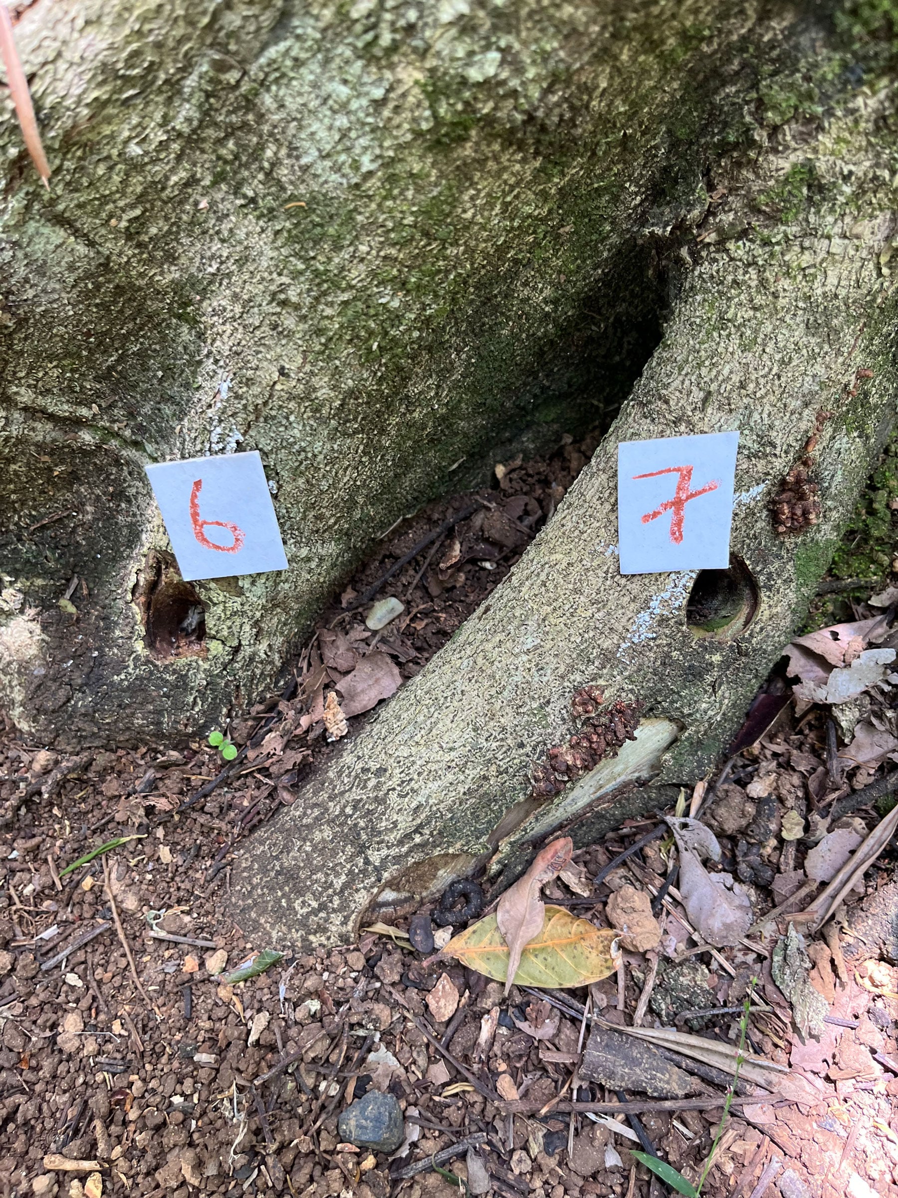 Family shocked by Wategos tree poisoning – The Echo