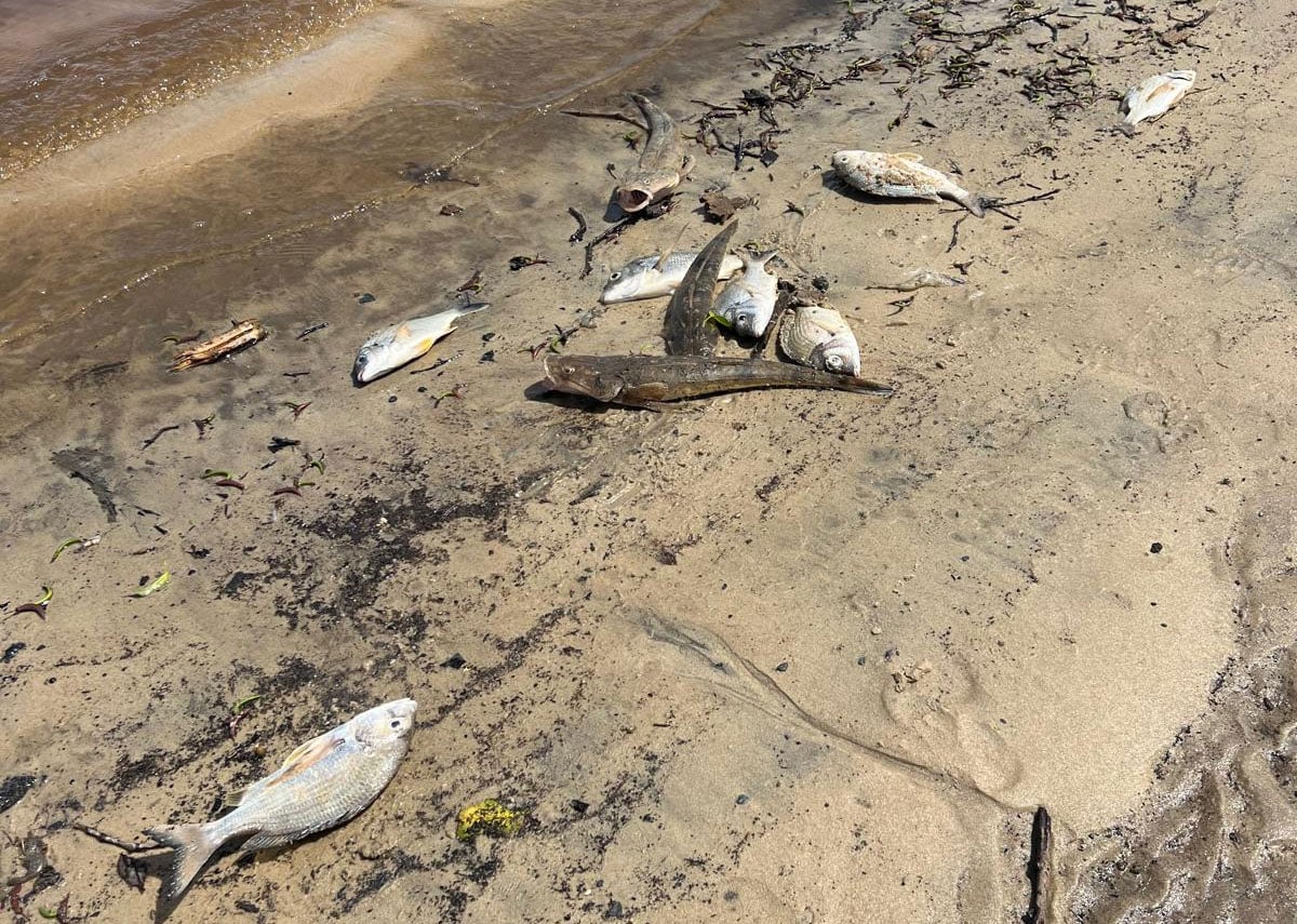 Kerbside collection for dead fish in Ballina – The Echo