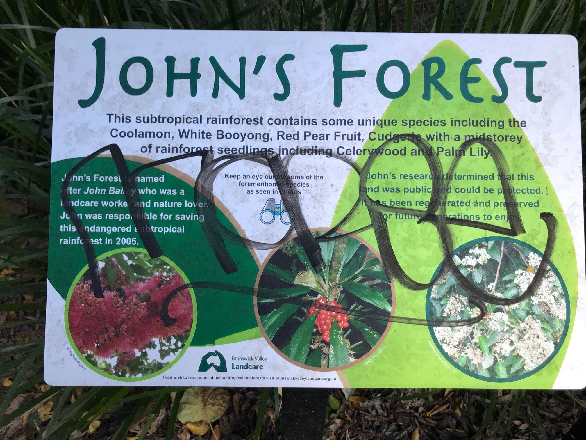 John’s Forest – a regenerated remnant of rainforest saved for locals ...