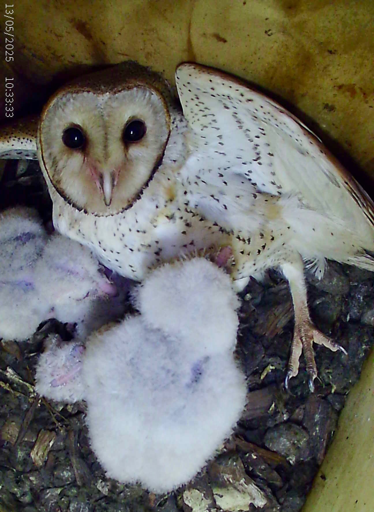 Local Owls eat rats initiative wins $50,000 grant – The Echo