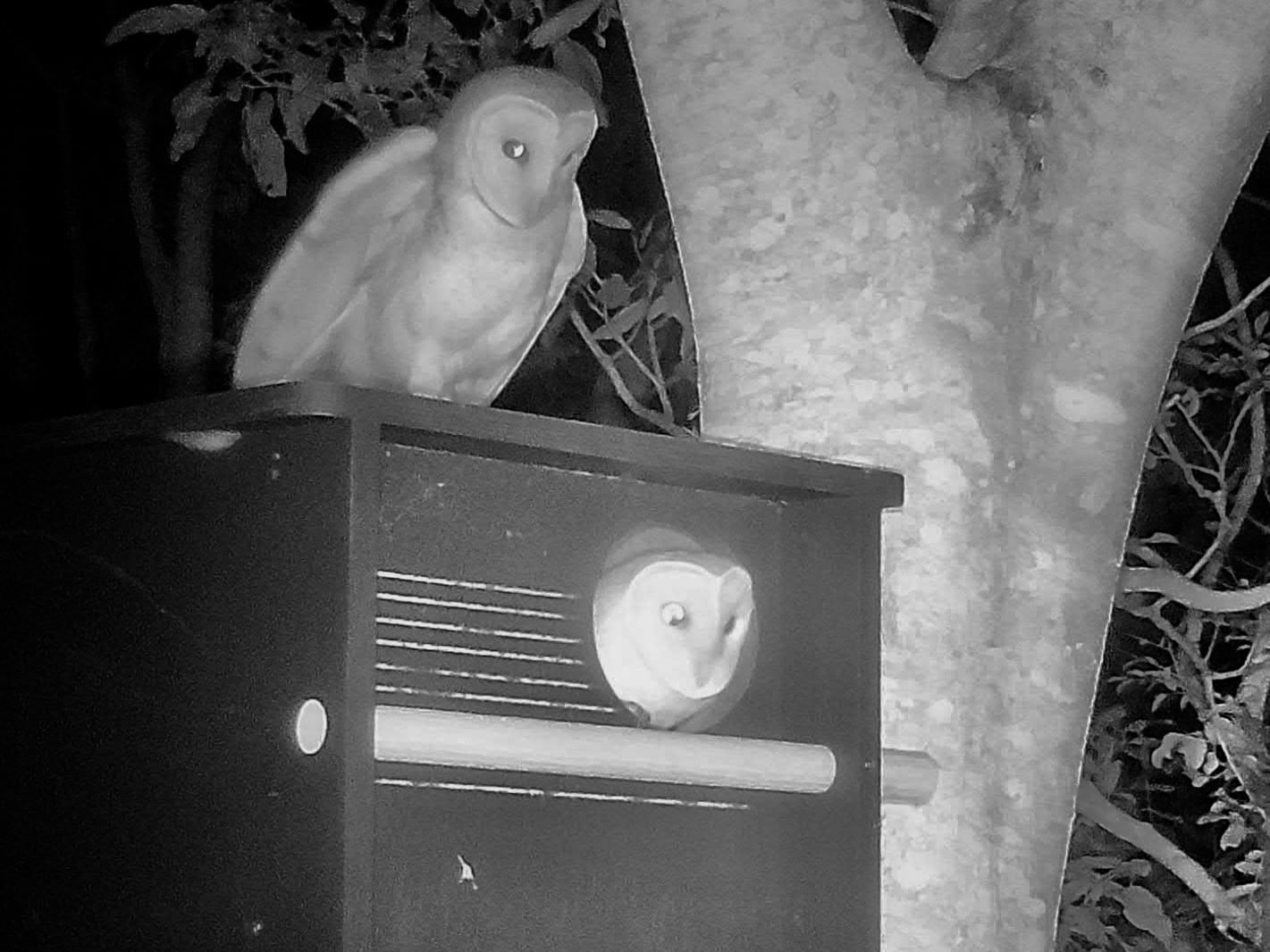 Local Owls eat rats initiative wins $50,000 grant – The Echo