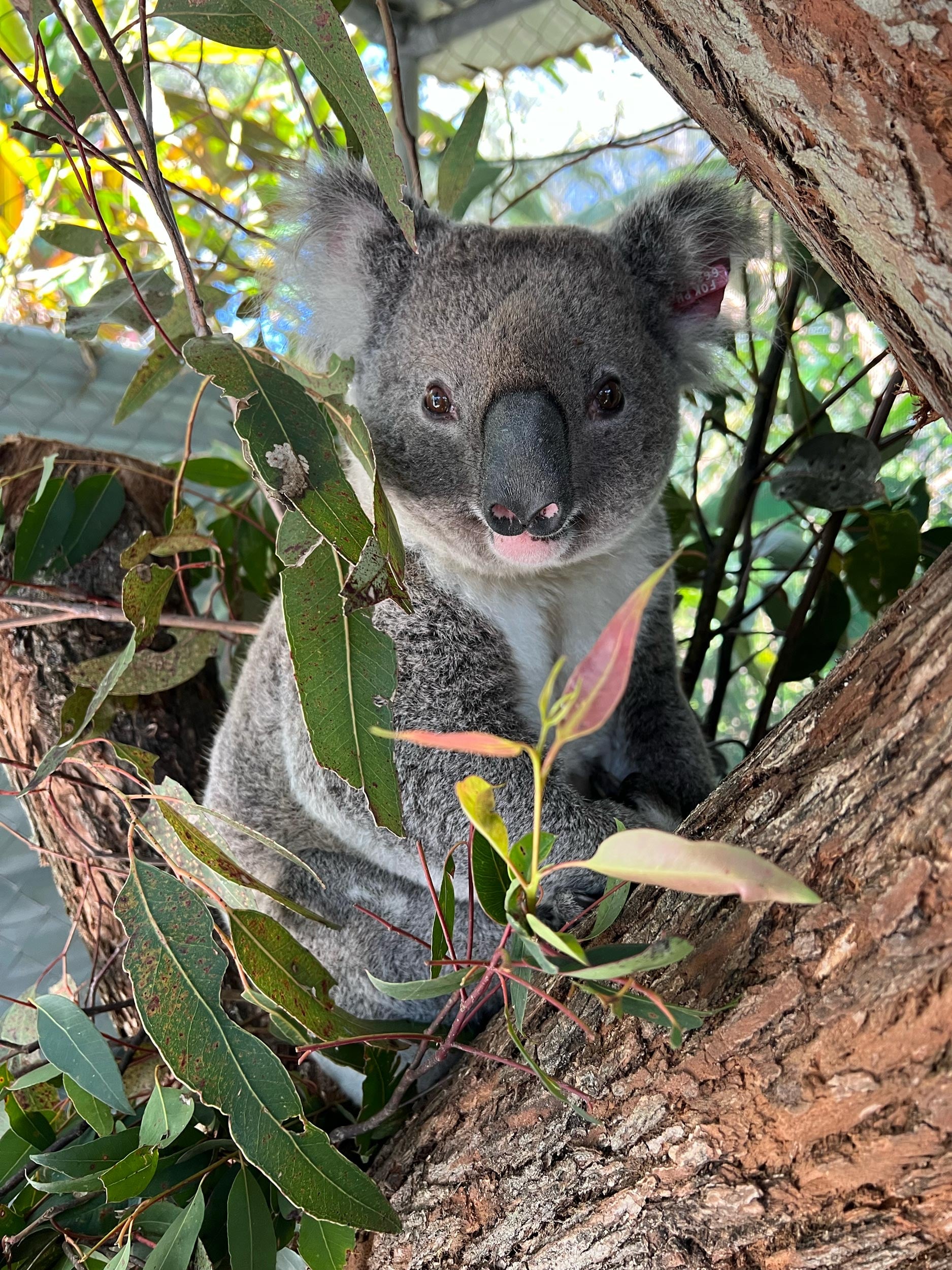 'Little Watego' the koala doing well after Walgun adventure – The Echo