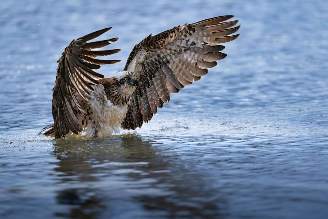RDA photo competition winners announced – The Echo