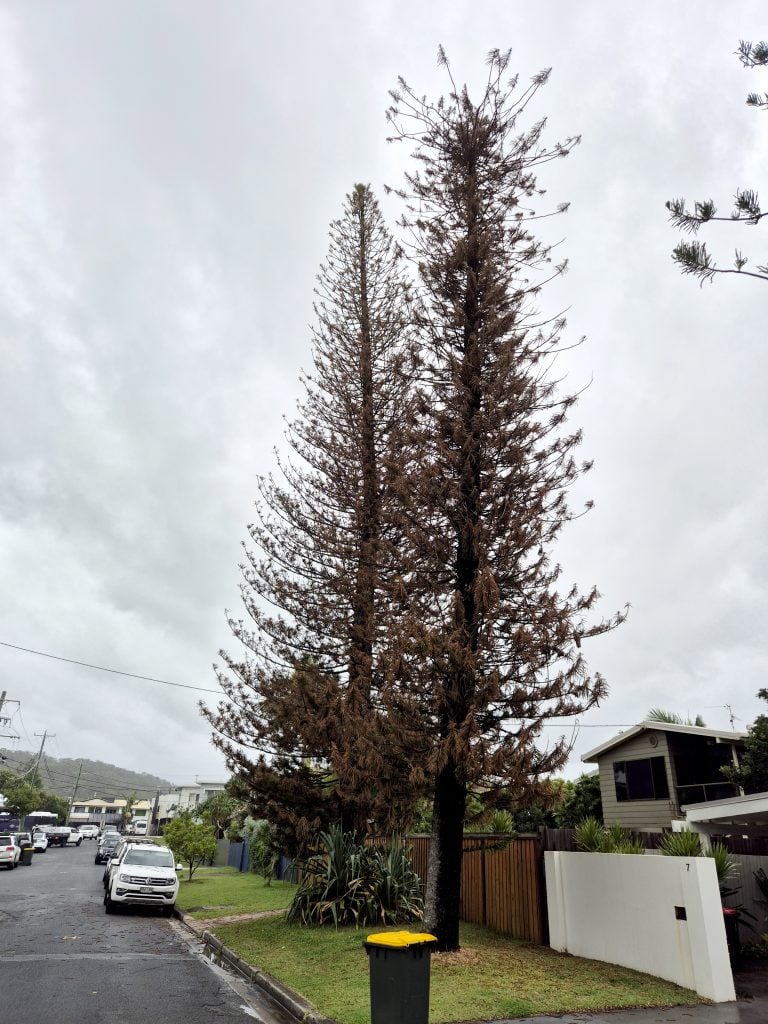 Council appeals for help as deliberate tree destruction spreads – The Echo