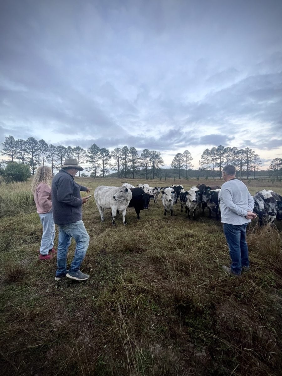 Calls for micro-abattoirs to boost food security – The Echo